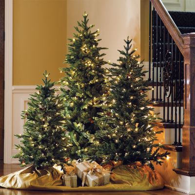 Hyde Park Pathway Trees | Frontgate