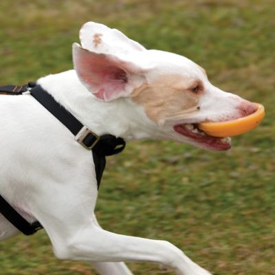 Winga Frisbee Dog Toy with Launcher | Frontgate