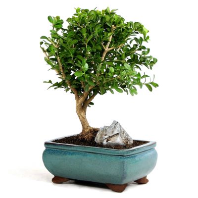 Japanese Boxwood Bonsai Tree | Frontgate