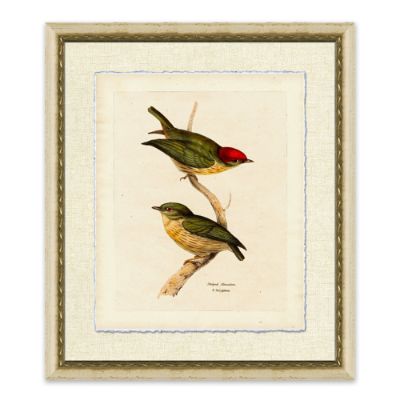 Striped Manakin | Frontgate