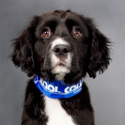 KoolCollar Cooling Dog Collar | Frontgate