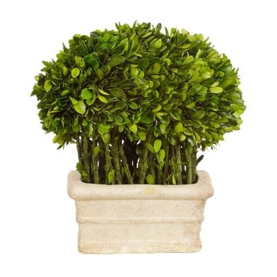 Rectangle Preserved Boxwood Topiary | Frontgate