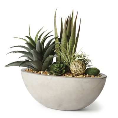 Agava, Aloe And Echeveria in Cement Bowl | Frontgate