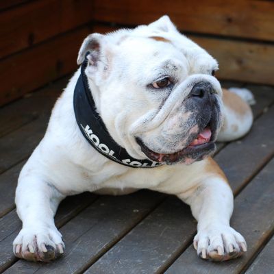 KoolCollar Cooling Dog Collar | Frontgate