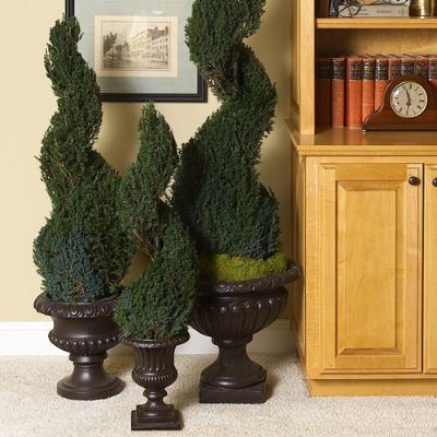 Spiral Topiaries in Decorative Urns | Frontgate